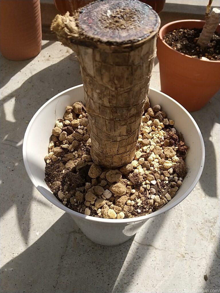 枯れた観葉植物再生手術～幸福の木（ドラセナ・マッサンゲナ）～ 鳥人間の鳥人軒